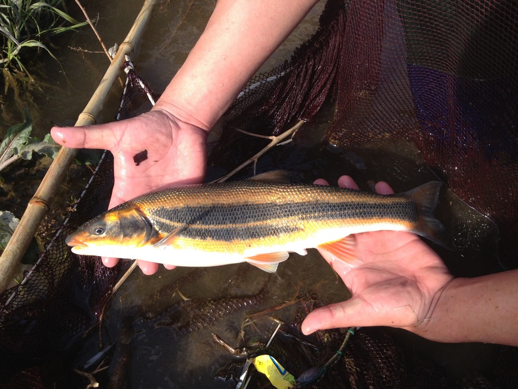 Japanese Dace from 인덕동, 포항시, 경상북도, KR on April 6, 2012 at 03:54 PM by ...