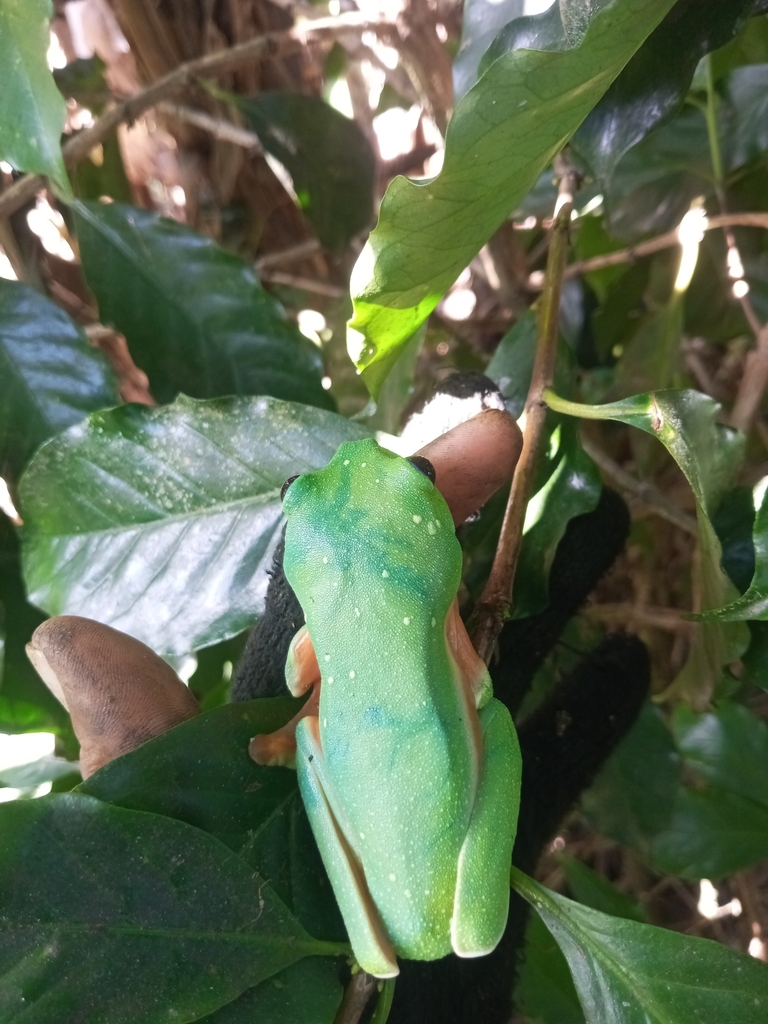Black-eyed Tree Frog from San Marcos, Ocotepeque, Honduras on April 14 ...