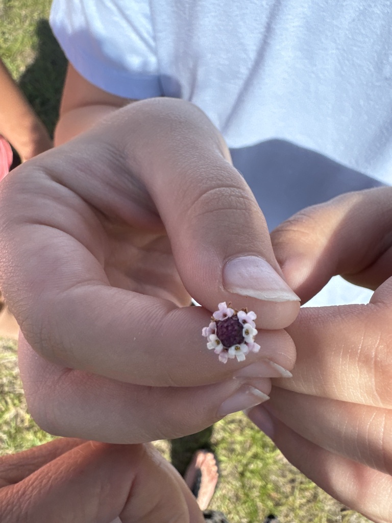 turkey tangle frogfruit from Ocoee, FL, US on April 17, 2024 at 10:53 ...