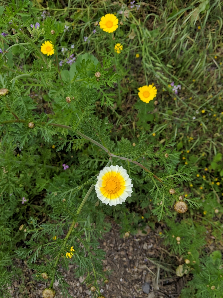 Garland Daisy from 3096 Palm St, San Diego, CA 92104, USA on April 28 ...