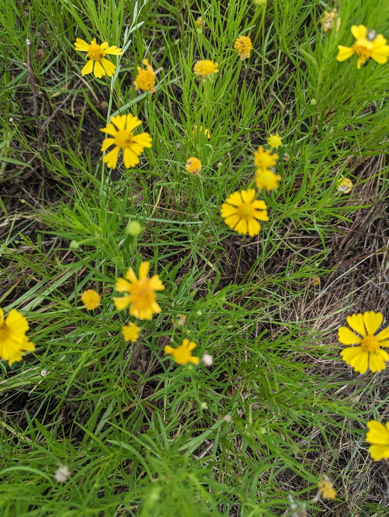 Bitterweed from Bastrop, TX 78602, USA on April 17, 2024 at 10:19 AM by ...