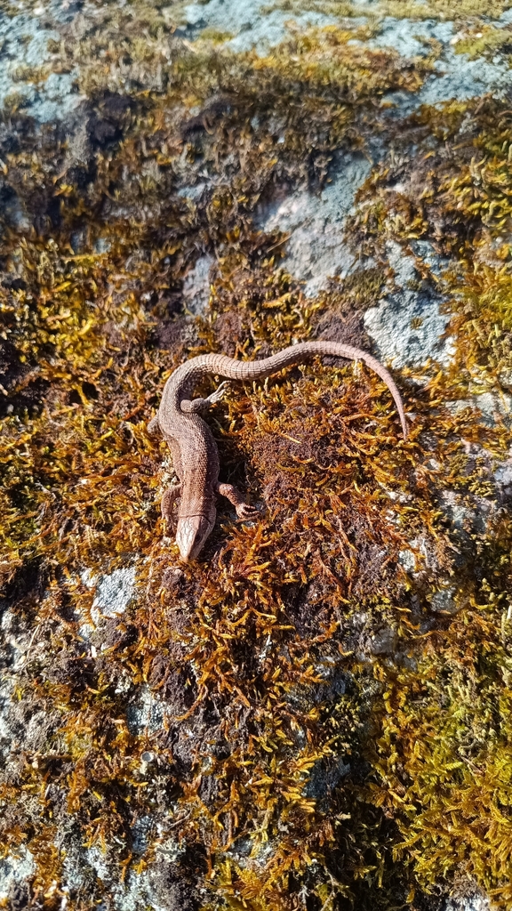 Viviparous Lizard from 755 91 Uppsala, Sweden on April 17, 2024 at 05: ...