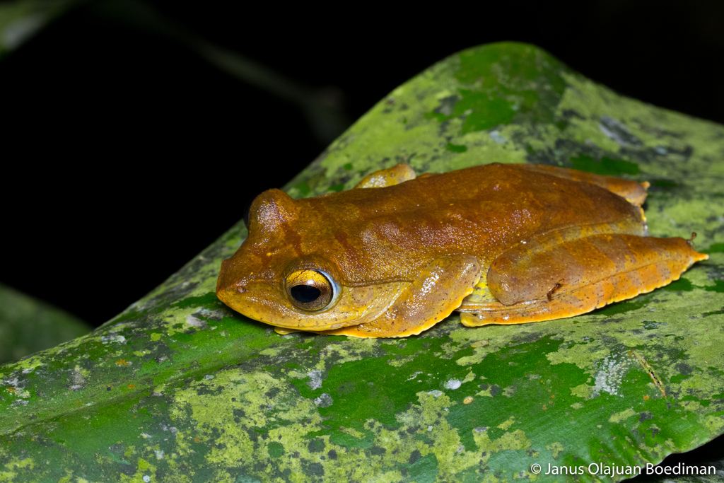 Java Flying Frog in January 2024 by Janus Olajuan Boediman · iNaturalist