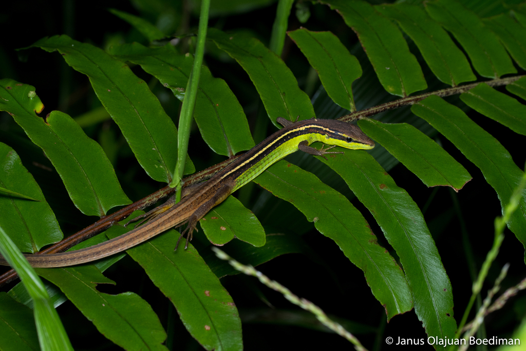 Oriental Long-tailed Grass Lizard in February 2024 by Janus Olajuan ...