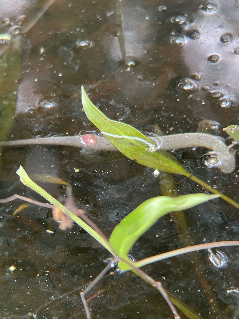 Western Lesser Siren from County Road 2448, Kemp, TX, US on April 17 ...