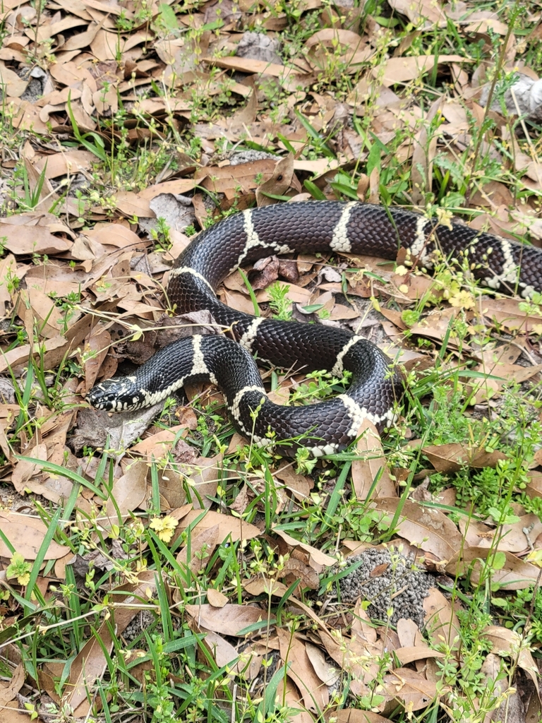 Eastern Kingsnake from Hawkinsville, GA 31036, USA on March 15, 2024 at ...