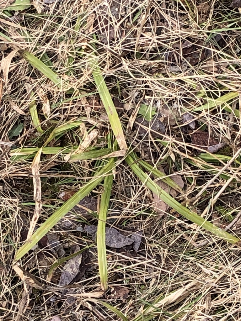 true sedges from Fort Kent, ME, US on April 17, 2024 at 01:33 PM by ...