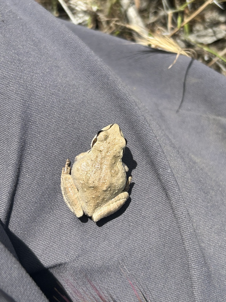 Pacific chorus frog from Keyesville Rd, Lake Isabella, CA, US on April ...