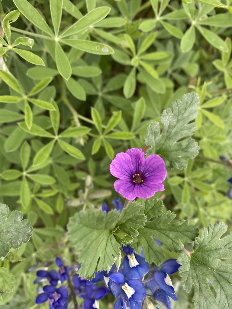 Texas stork's bill from Tarrytown, Austin, TX, US on March 20, 2024 at ...