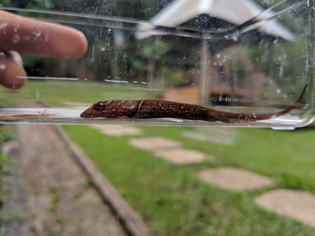 Brilliant South American Gecko from Trinidad, Trinidad and Tobago, TT ...