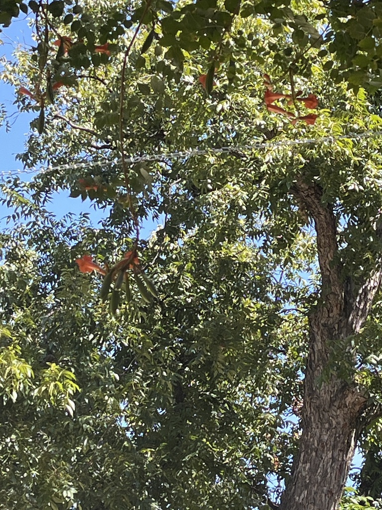 American trumpet vine from Hemisfair, San Antonio, TX, US on October 14 ...