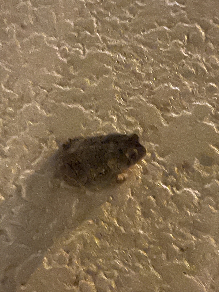 True Toads from Hammock Cir, Delray Beach, FL, US on April 17, 2024 at ...