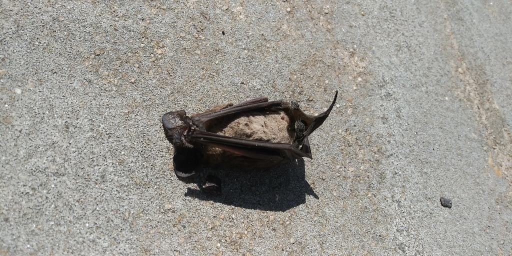 Mexican Free-tailed Bat from Conway, SC, USA on April 15, 2024 at 10:27 ...