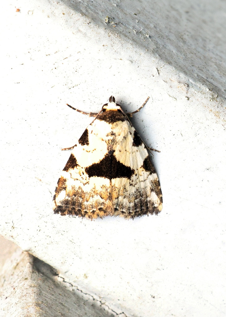 Chorsia maculosa from Bukit Fraser, 49000 Bukit Fraser, Pahang ...