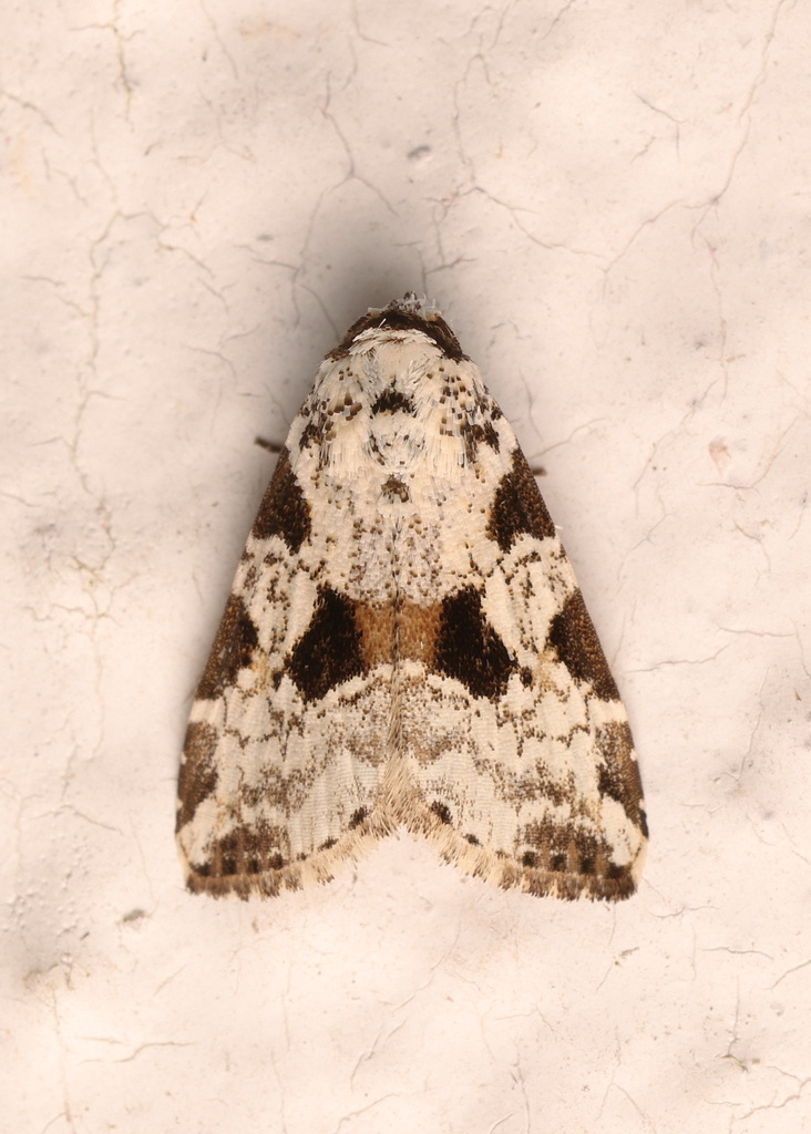 Chorsia maculosa from Bukit Fraser, 49000 Bukit Fraser, Pahang ...