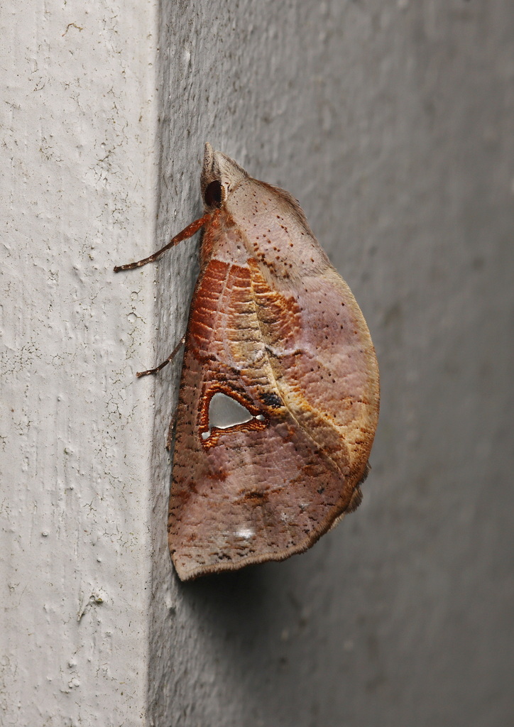 The Cardinal Moth from Bukit Fraser, 49000 Bukit Fraser, Pahang ...