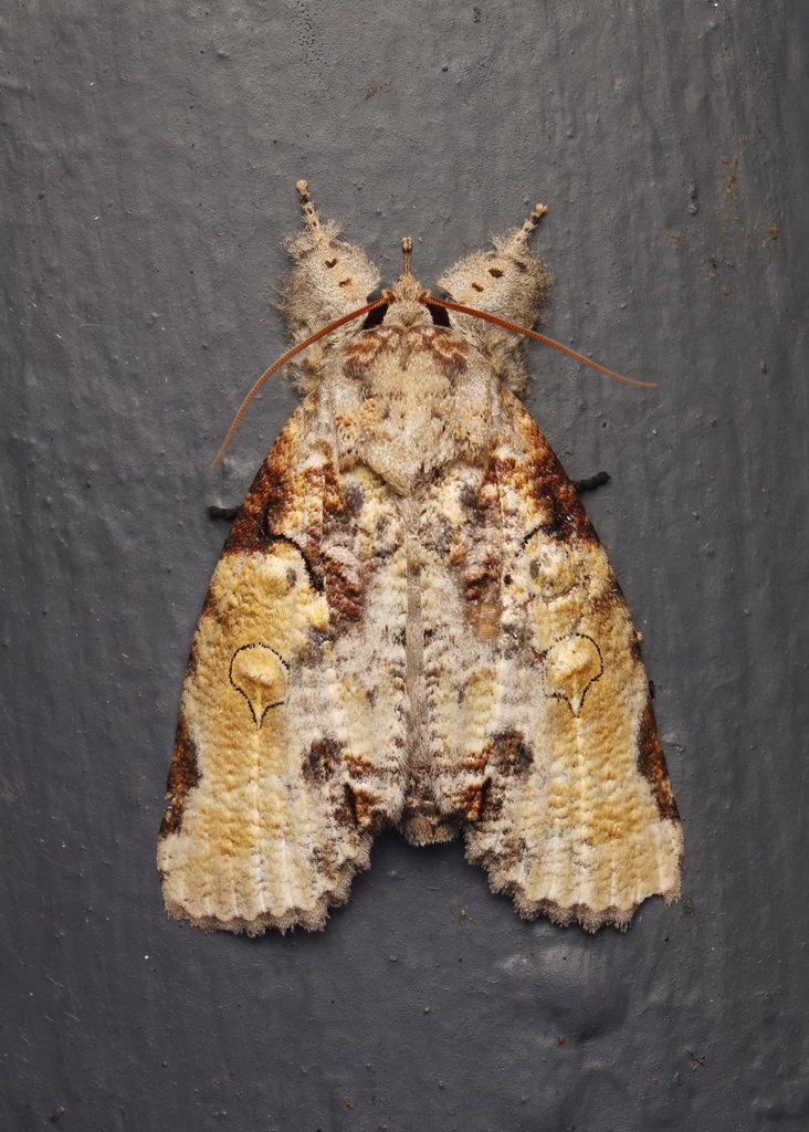 Gadirtha impingens from Bukit Fraser, 49000 Bukit Fraser, Pahang ...