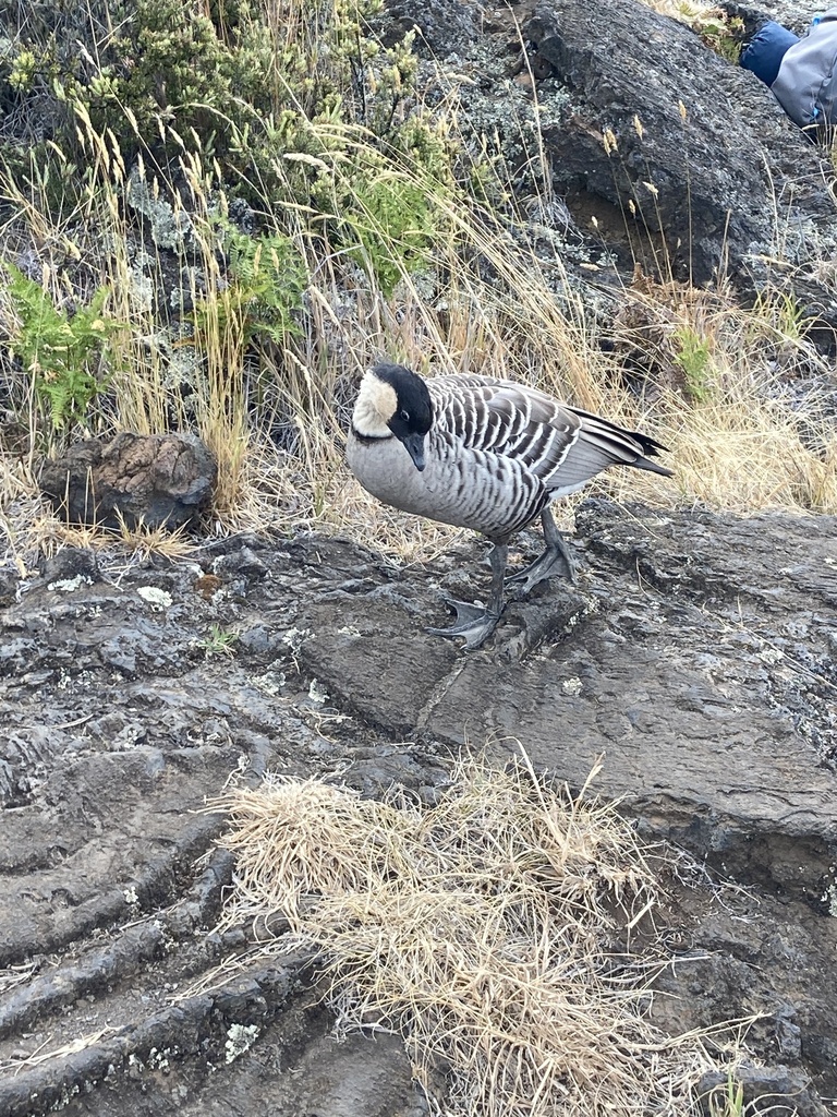 Hawaiian Goose in July 2021 by Cassidy Levy · iNaturalist