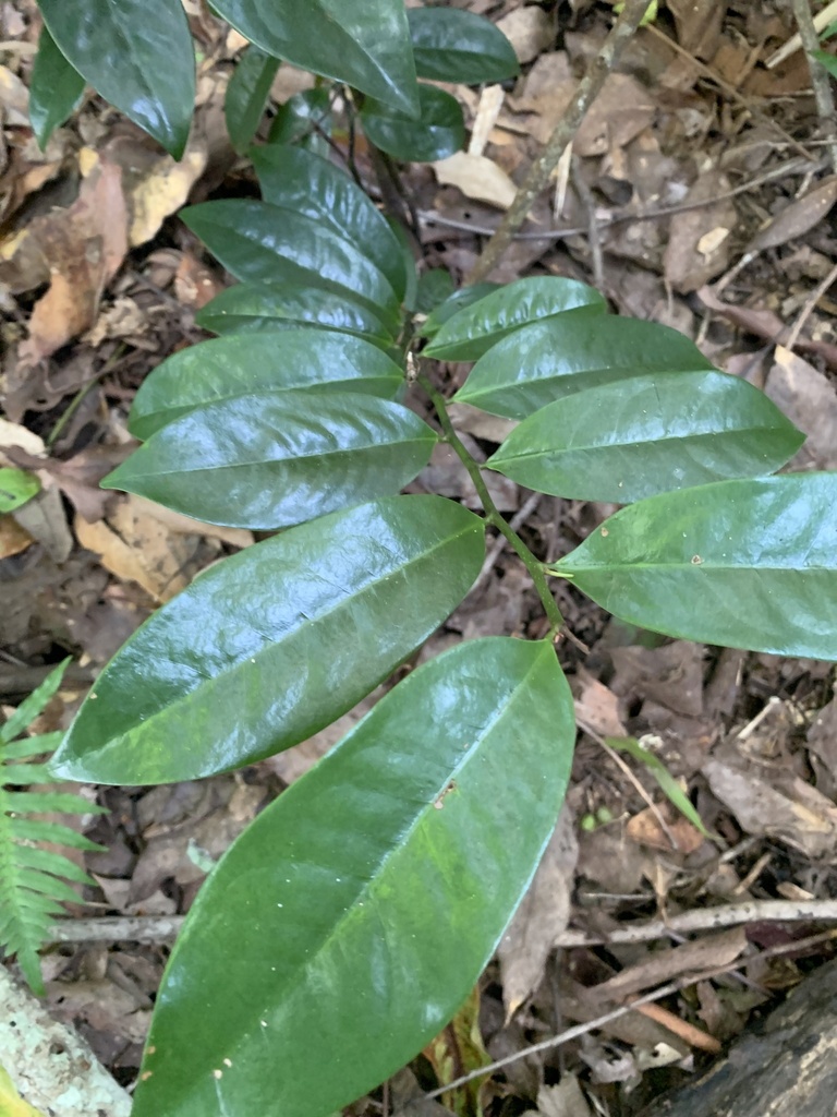 Bolwarra from Kingsvale Rd, Myocum, NSW, AU on April 15, 2024 at 12:27 ...