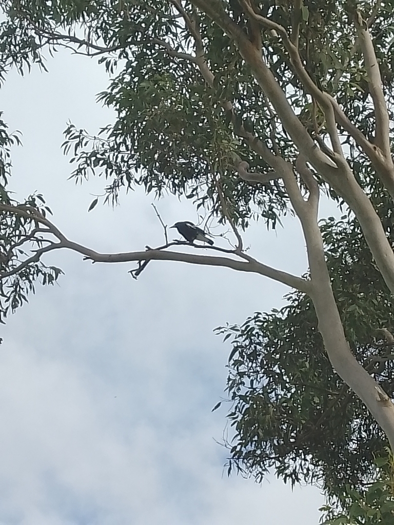 Eastern Black-backed Magpie in April 2024 by Byron Blake · iNaturalist