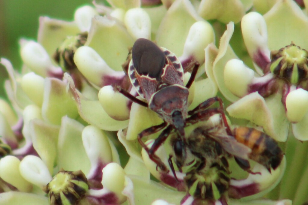 Plains Bee Assassin in April 2024 by centex · iNaturalist