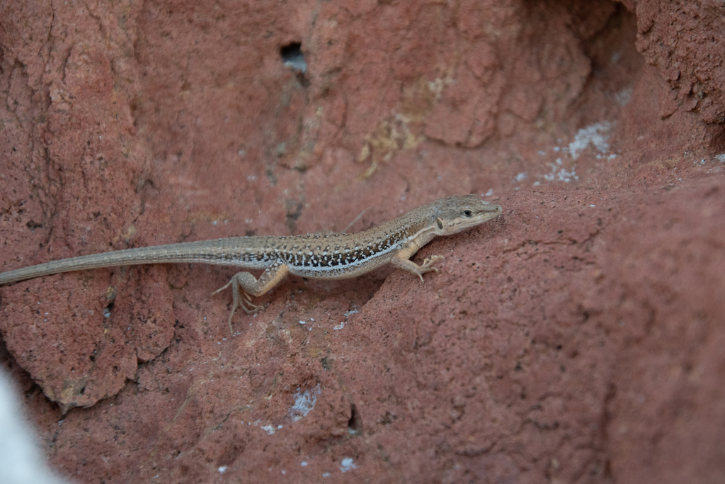 Socotra Sand Lizard from Hadibu, Yemen on February 20, 2024 at 04:29 PM ...