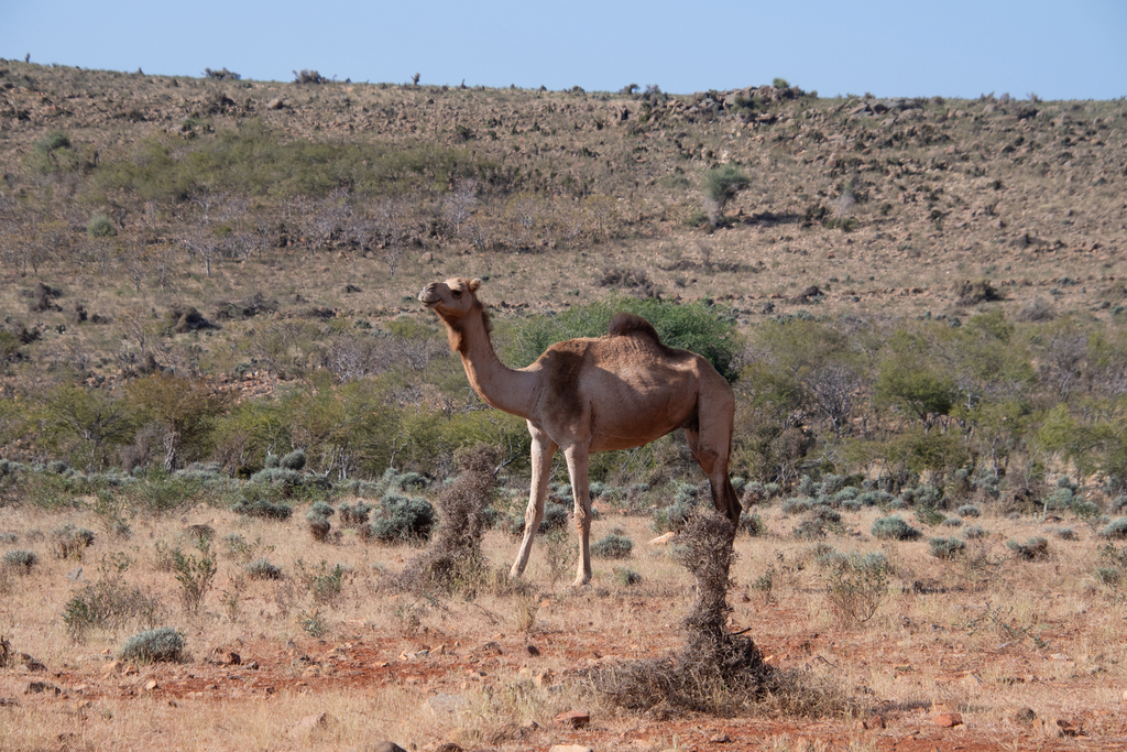 Dromedary Camel from Hadibu, Yemen on February 22, 2024 at 03:07 PM by ...