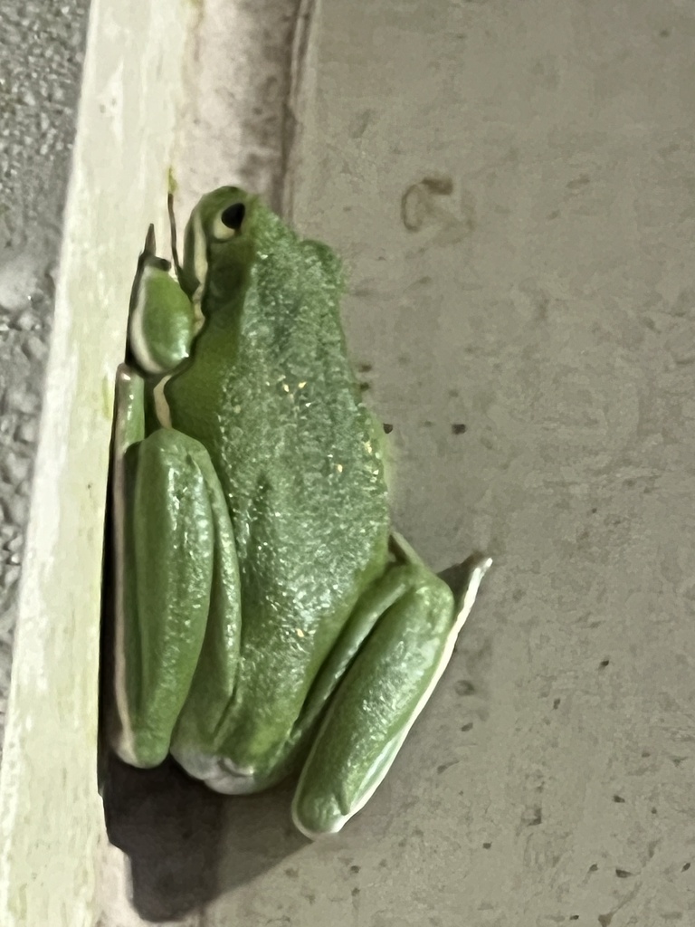 Green Treefrog in April 2024 by Jill Pickett · iNaturalist