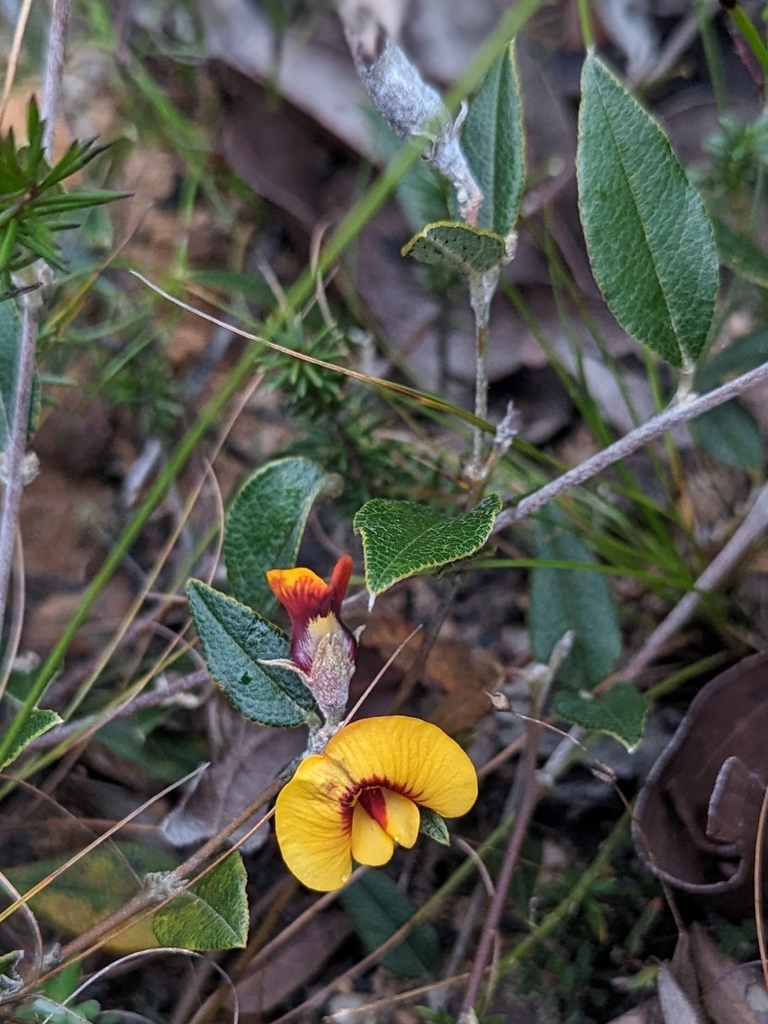 Mirbelia platylobioides from Blue Mountains, NSW, Australia on April 17 ...