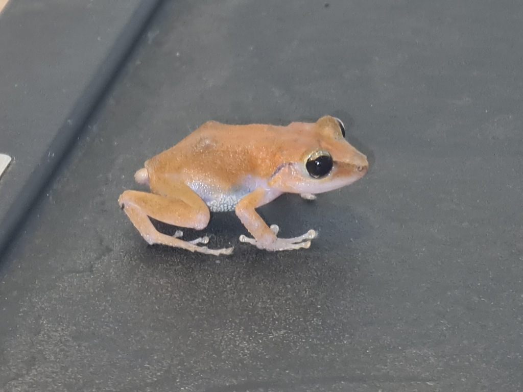 Martinique Robber Frog in March 2024 by Tiphanie LELONG · iNaturalist