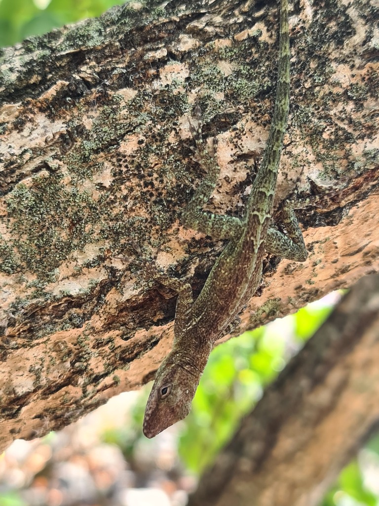 Anolis marmoratus girafus from Bouillante, Guadeloupe on March 25, 2024 ...