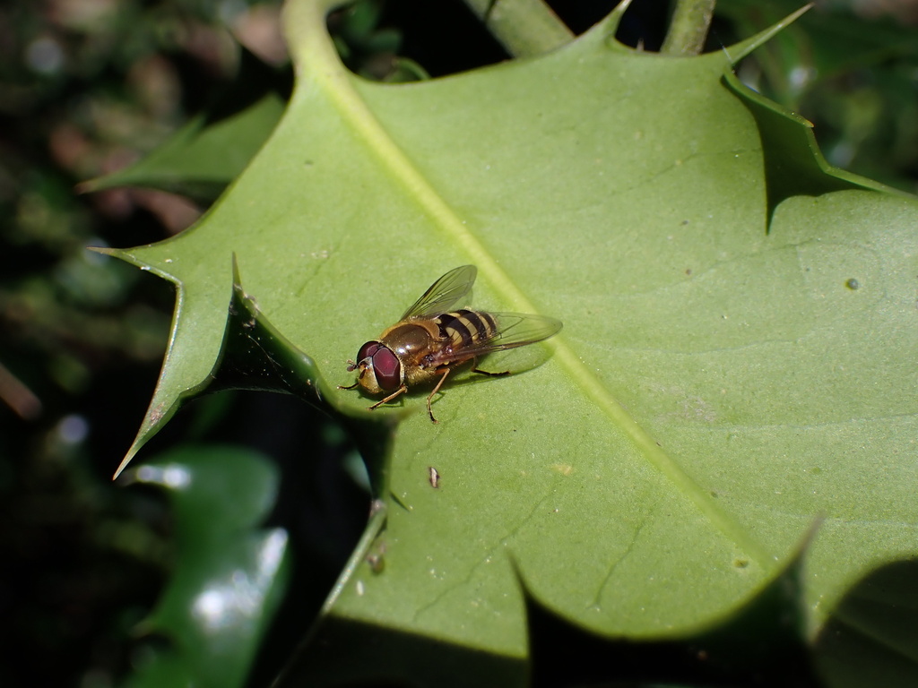 Common Flower Flies in April 2024 by King Chan · iNaturalist
