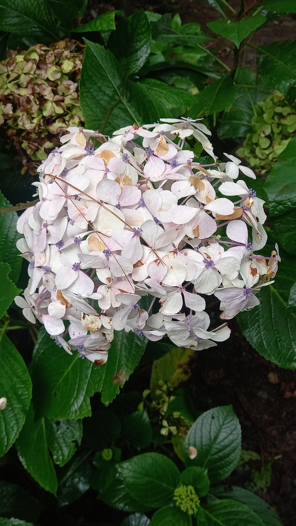 mophead hydrangea from Cuyuja, Ecuador on April 13, 2024 at 10:46 AM by ...