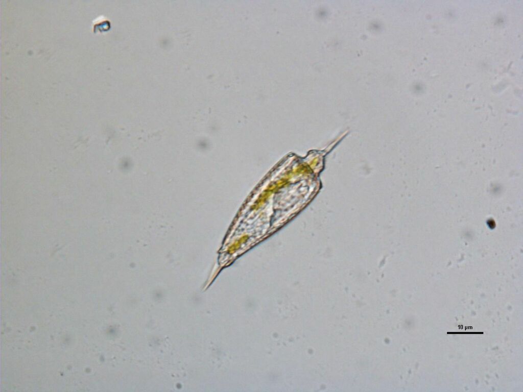 Oxytoxum scolopax from Vizcaya, ES-PV, ES on March 19, 2024 at 04:11 PM ...