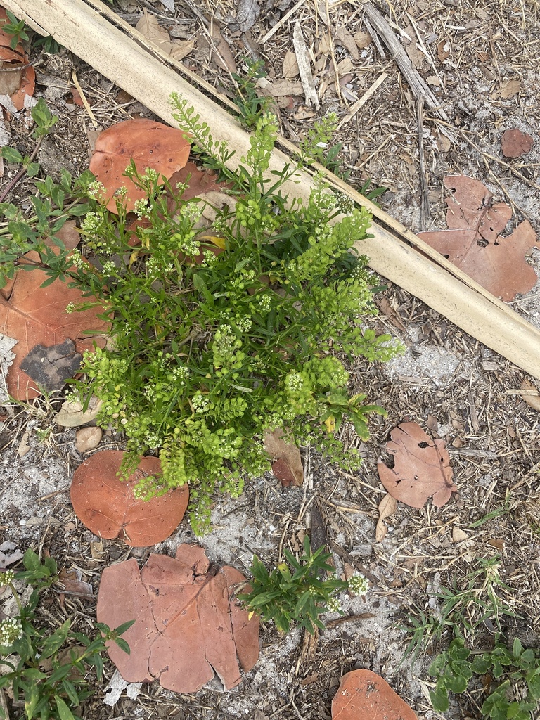 Virginia pepperweed from Fort De Soto Park, FL, US on April 18, 2024 at ...