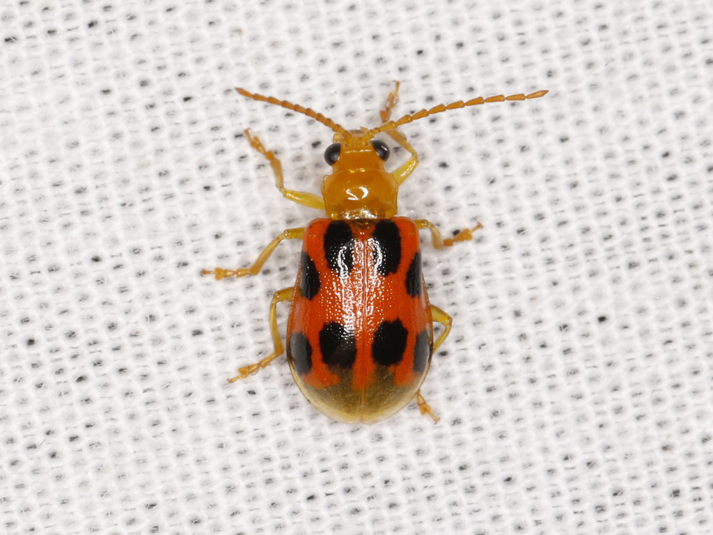Paridea octomaculata from Bompu Camp, Eaglenest Wildlife Sanctuary ...