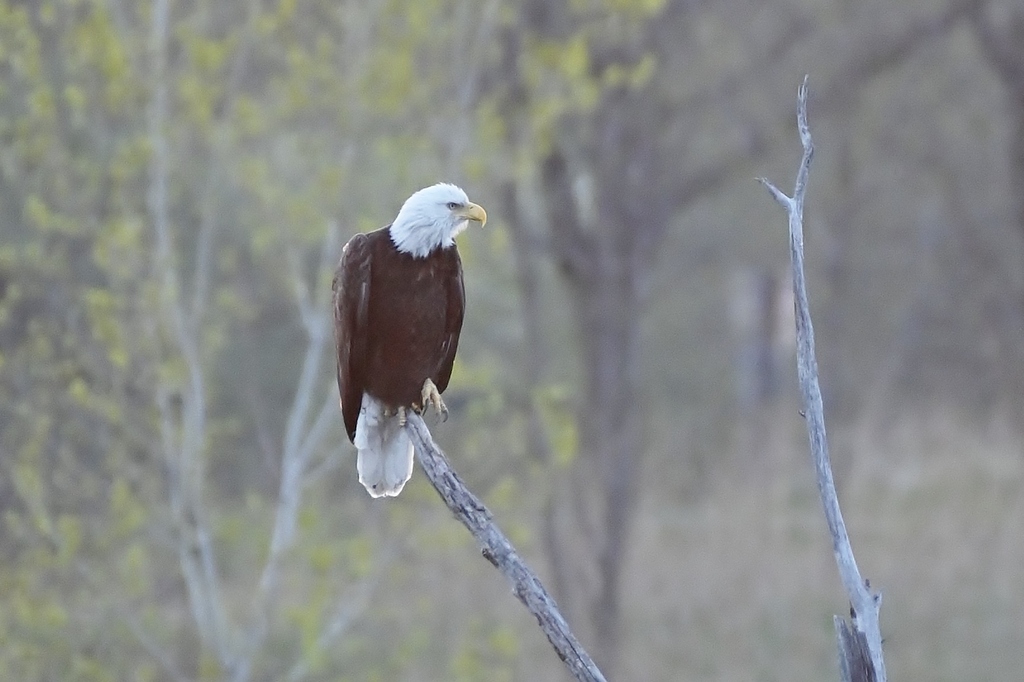 Bald Eagle from Papillion, NE, USA on April 17, 2024 at 08:02 PM by ...