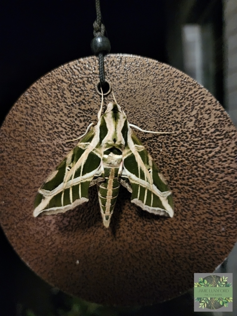 Vine Sphinx from Universal City, TX 78148, USA on July 2, 2023 at 11:10 ...