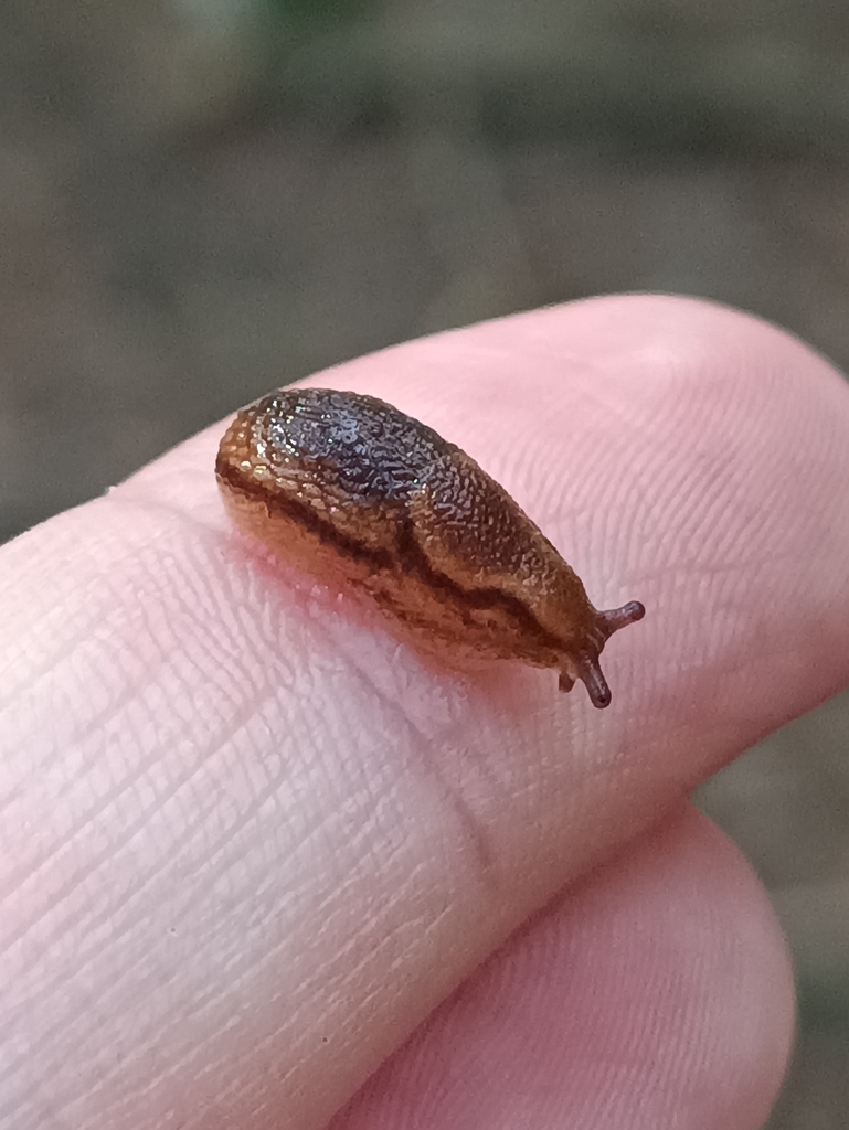 Northern Dusky Slug from Saulėtekis, 10222 Vilnius, Lithuania on April ...