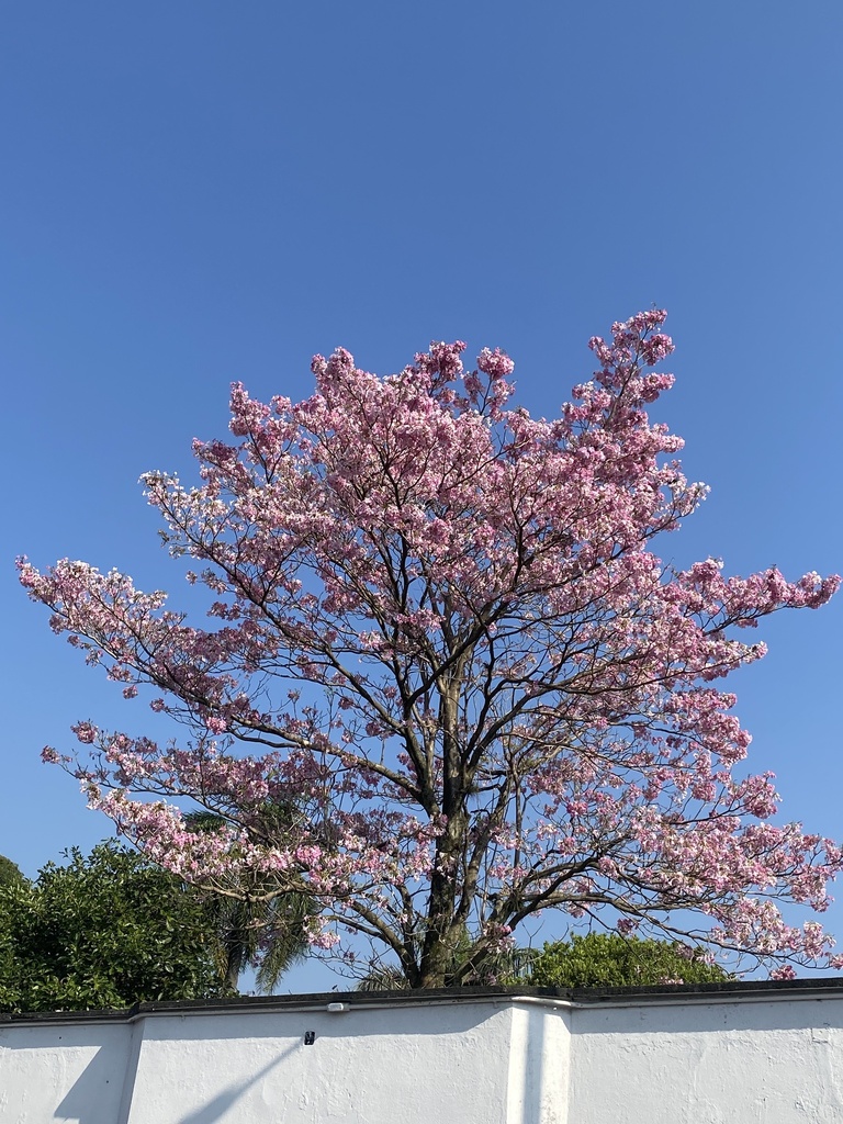 Pink poui from Parque Nacional Cañón del Río Blanco, Orizaba, Ver., MX ...