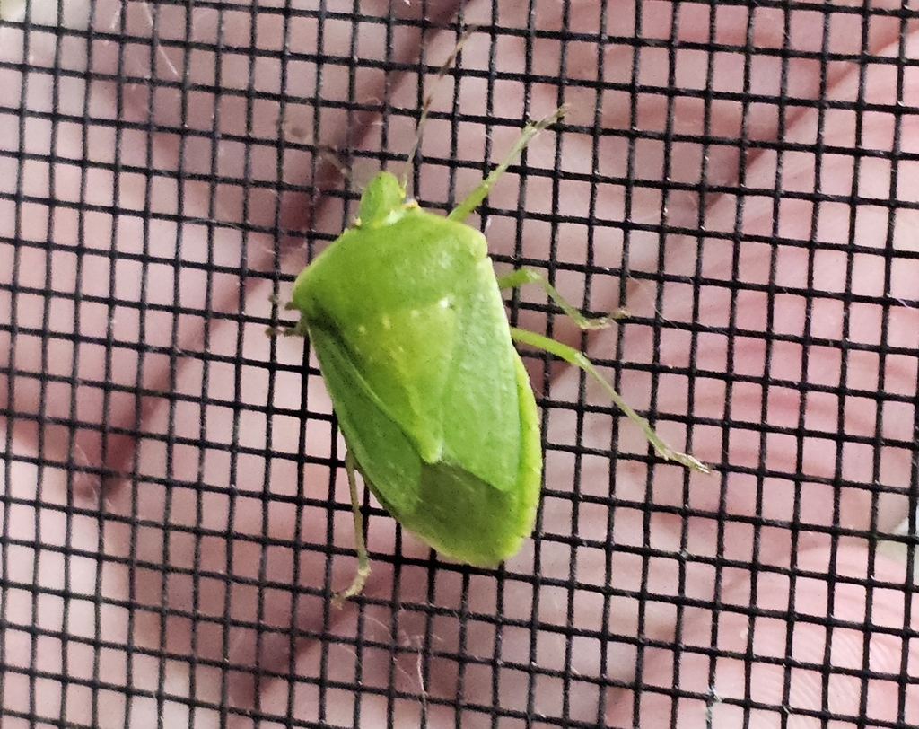 Southern Green Stink Bug from Fernvale QLD 4306, Australia on April 19 ...
