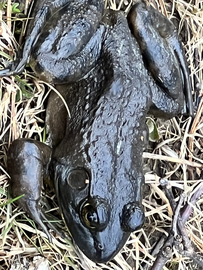 American Water Frogs from N Muldrew Lake Rd, Gravenhurst, ON, CA on ...