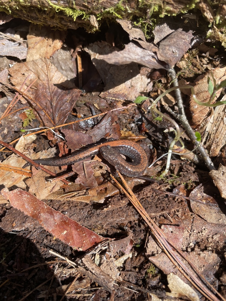 Southern Red-backed Salamander from Pisgah National Forest, Banner Elk ...