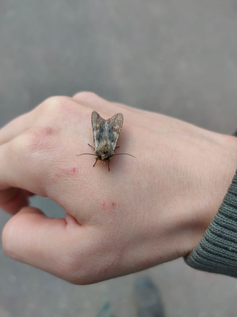 Pale Pinion from Москва, Россия, 111024 on April 20, 2022 by Ivie ...