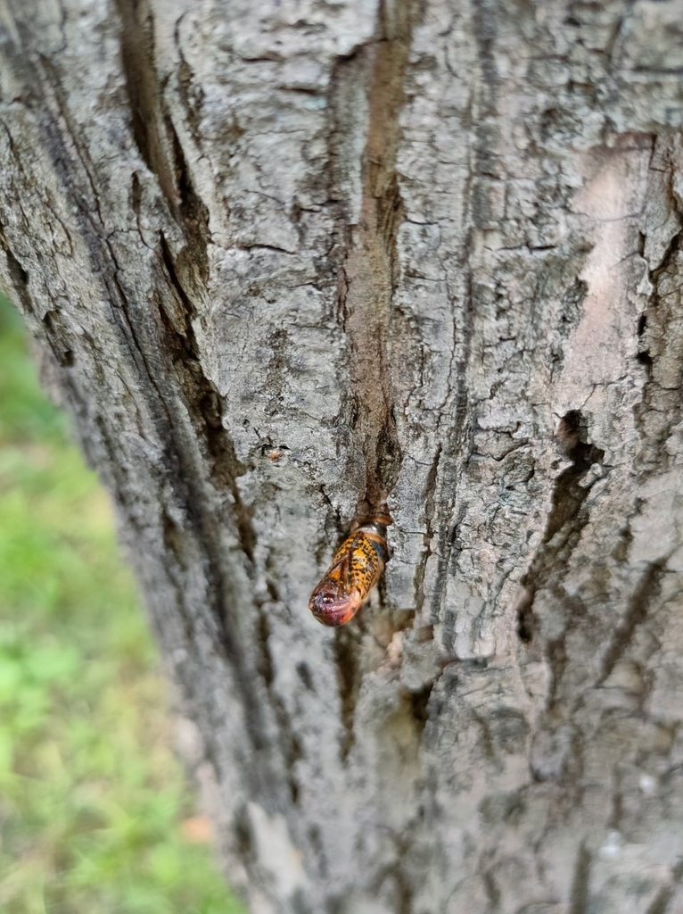 Butterflies and Moths from Москва, Россия, 105094 on July 26, 2022 by ...