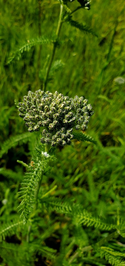common yarrow from Santa Rosa, CA 95404, USA on April 17, 2024 at 03:02 ...
