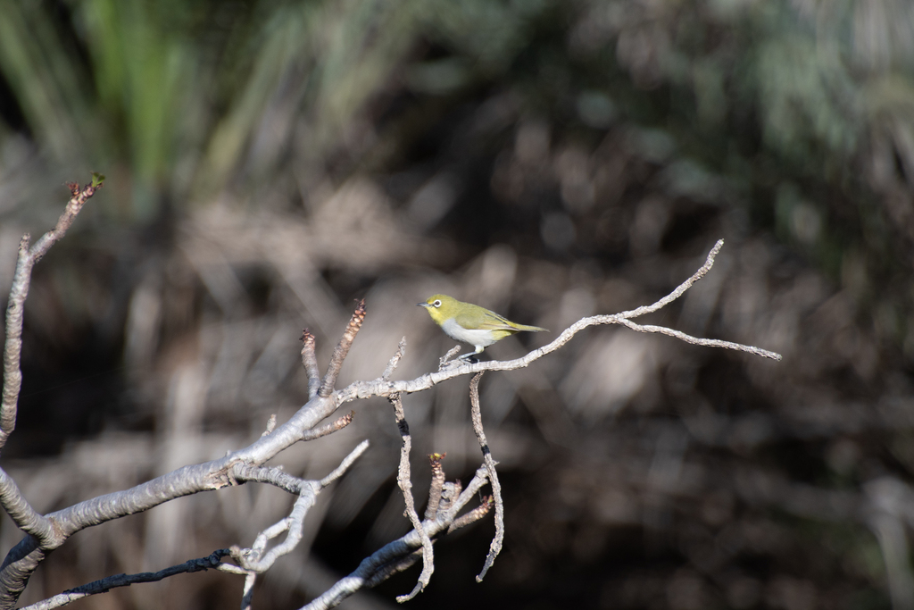 Socotra White-eye from Hadibu, Yemen on February 25, 2024 at 08:09 AM ...