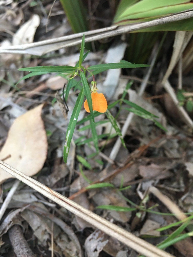 spade flower from Neurum Rd, Neurum, QLD, AU on April 16, 2024 at 04:54 ...