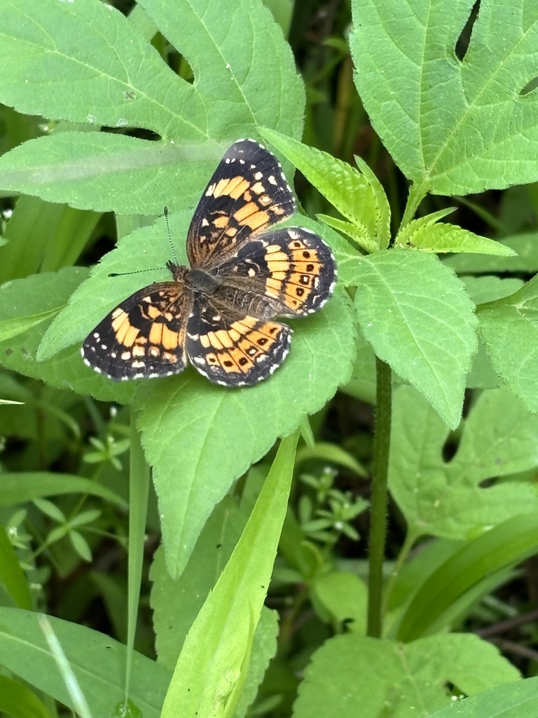 Silvery Checkerspot in April 2024 by geBrown · iNaturalist