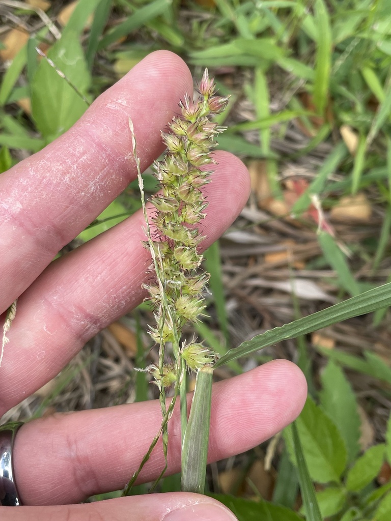 Southern Sandbur from Ket On Society Chinese Cemetery, Honolulu, HI, US ...